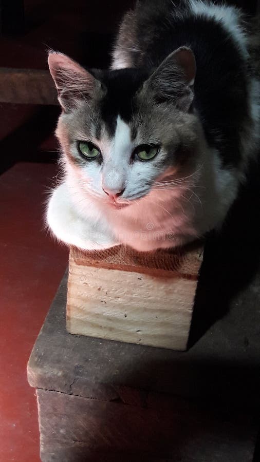 Hello Kitty . Sit on the Bench Stock Image - Image of kitchen ...