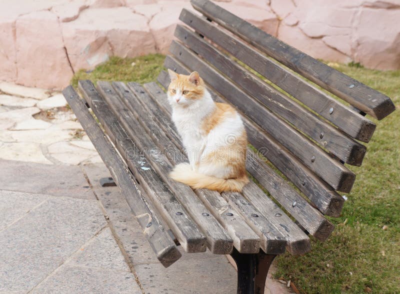 Cat on the bench stock image. Image of fluffy, portrait - 50295519