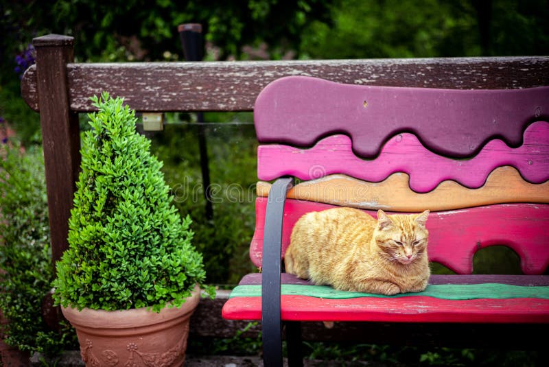 Cat on a bench stock image. Image of plants, outdoor - 183931447