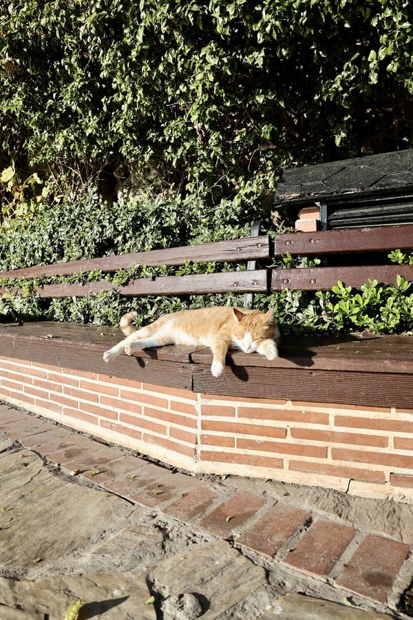 Cat bench sun stock photo. Image of abstract, flora - 355111736