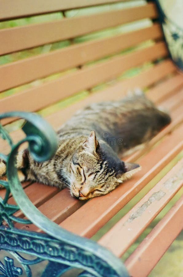 Cat on Bench Taken with Nikon FG 50mm Fujicolor C200 Stock Image ...
