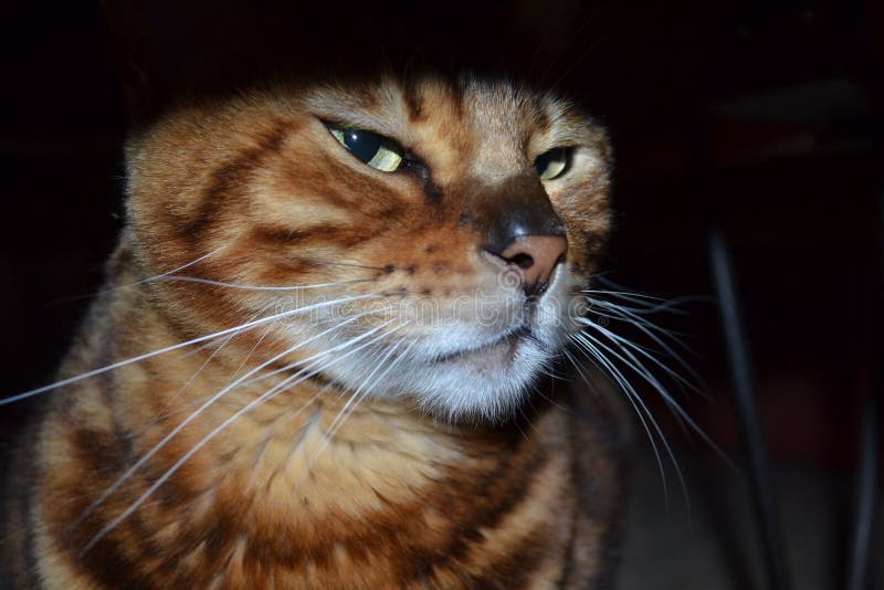 Cat stock image. Image of bengal, animal, cunning, eyes - 78307615