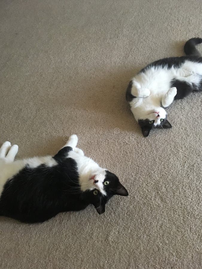 Cat stock image. Image of friends, cats - 104144547