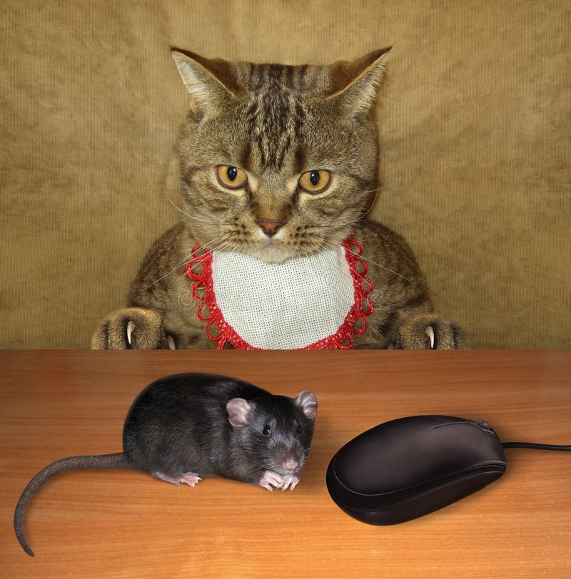 Cat in Bib Looks at Two Mice Stock Photo - Image of laptop, internet ...