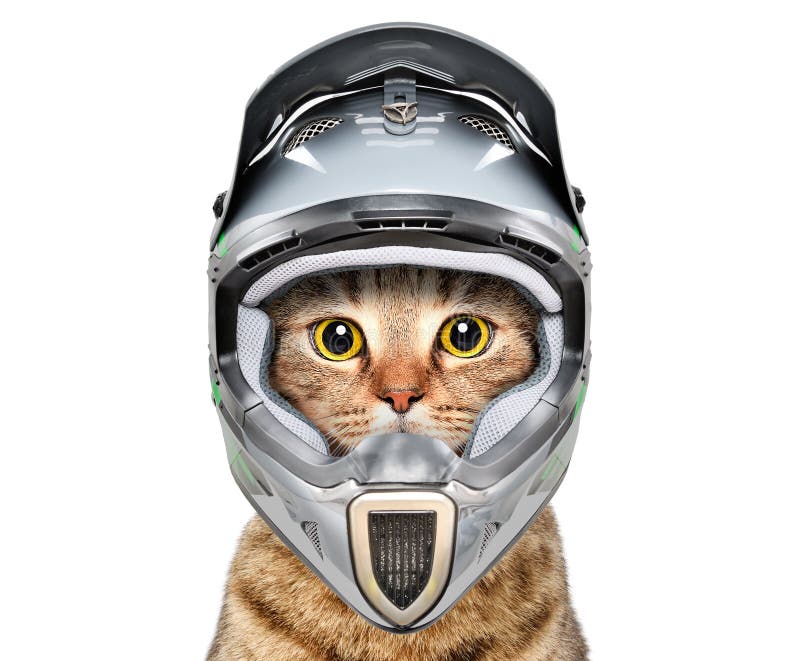 Bicycle Helmet Animal Stock Illustrations – 343 Bicycle Helmet Animal ...