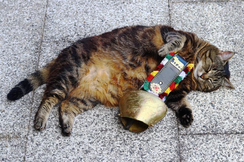 Cat Bell stock photo. Image of neck, pink, buckle, feline - 24900060