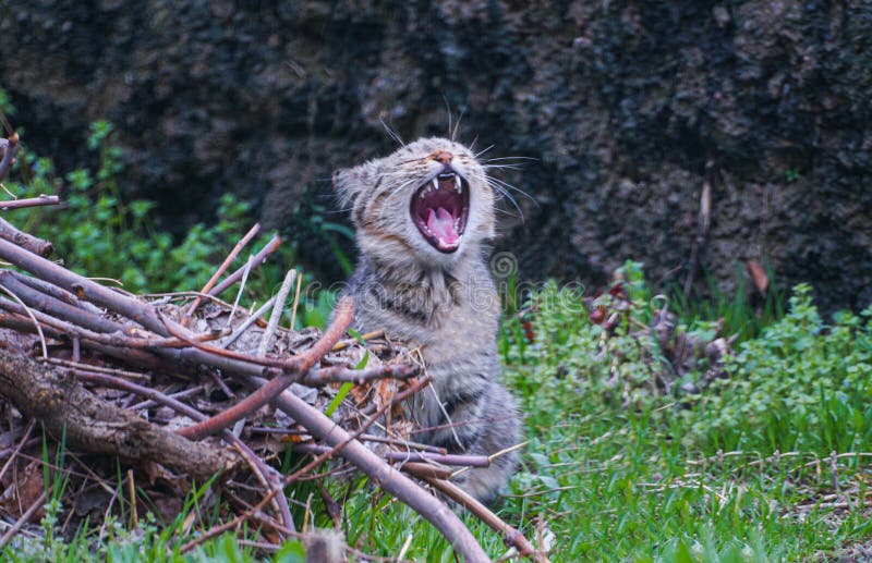 A cat with a big mouth stock image. Image of kitten - 245110599