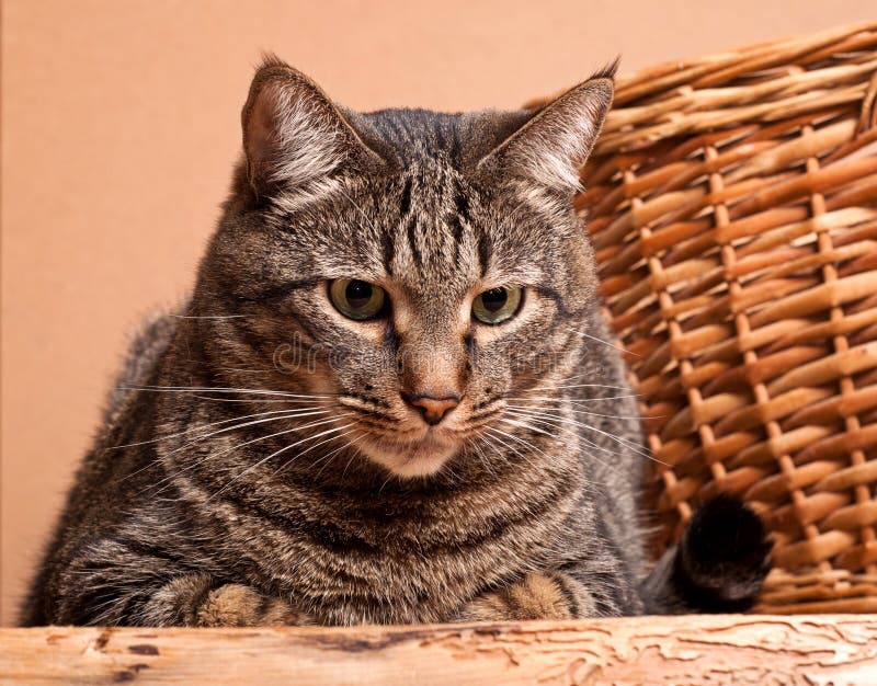 Big Tabby Cat Stock Images - Download 6,076 Royalty Free Photos
