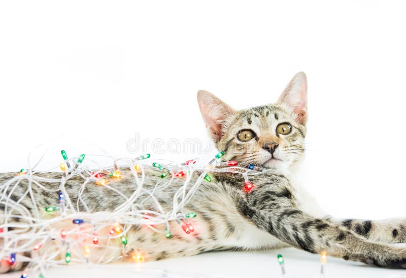 A Cat Bind Wire Lights for Christmas Stock Image - Image of decoration ...