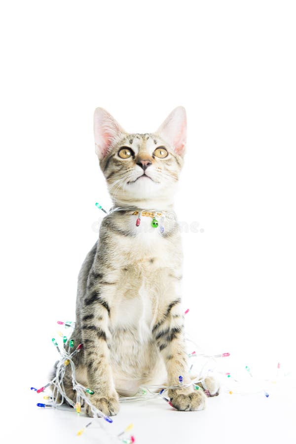 A Cat Bind Wire Lights for Christmas Stock Photo - Image of background ...
