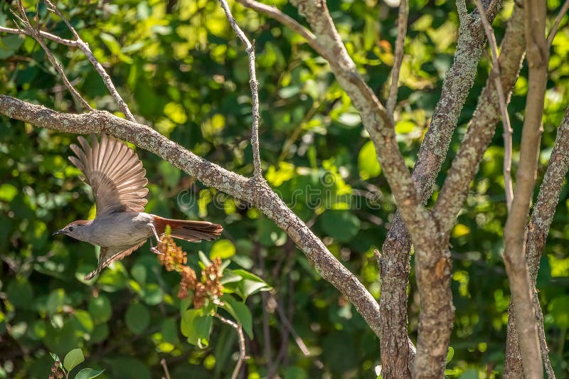 Cat BIrd Flying among the Trees in Summer Stock Image - Image of bird ...