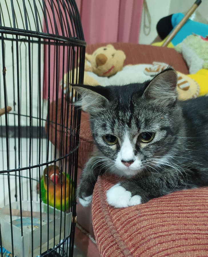 Cat and Bird are Friend.Pet Kitten Stock Image - Image of carnivore ...