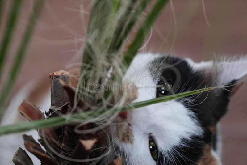 Cat Bite Roses Stock Photos - Free & Royalty-Free Stock Photos from ...