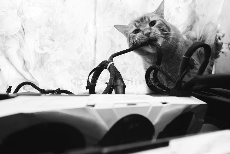 Cat Bite the Wires stock photo. Image of furry, funny - 112731058