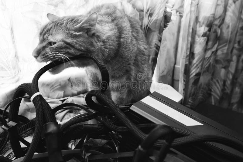 Cat Bite the Wires stock photo. Image of device, mammal - 112731150