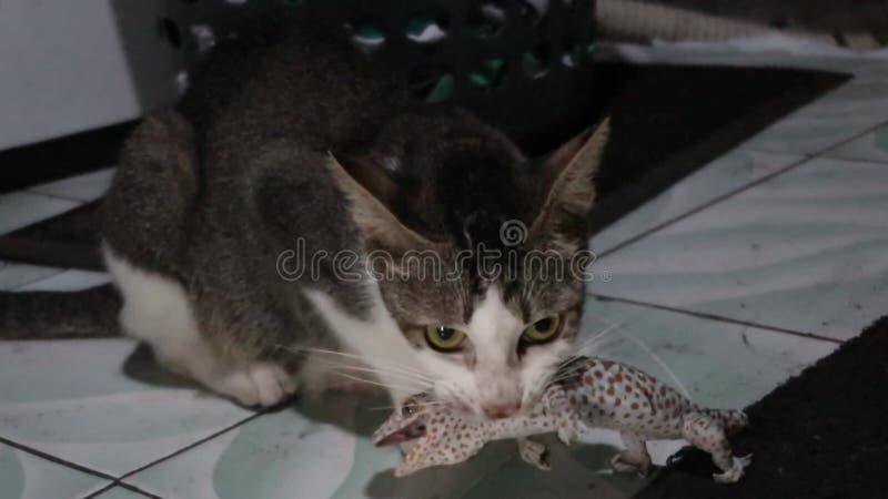 Cat Bites Lizard in Its Mouth Stock Footage - Video of animals, teeth ...