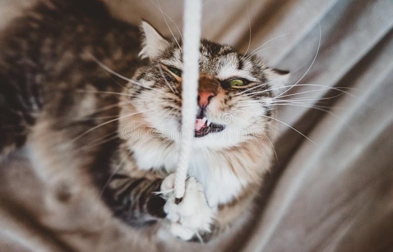 The Cat Bites the Wires and Looks at the Camera Stock Photo - Image of ...