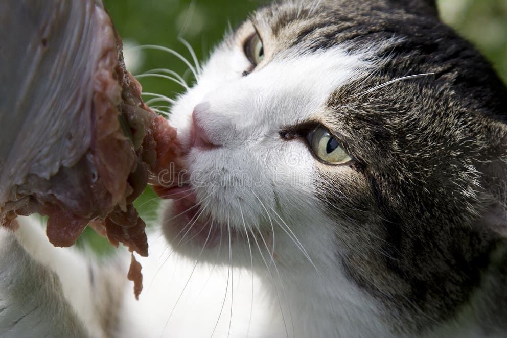 Cat Biting into a Raw Turkey Leg - BARF Stock Image - Image of head ...