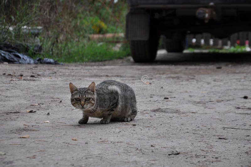 A Cat with Black Arrows in Front of His Eyes is in an Attacking Pose ...