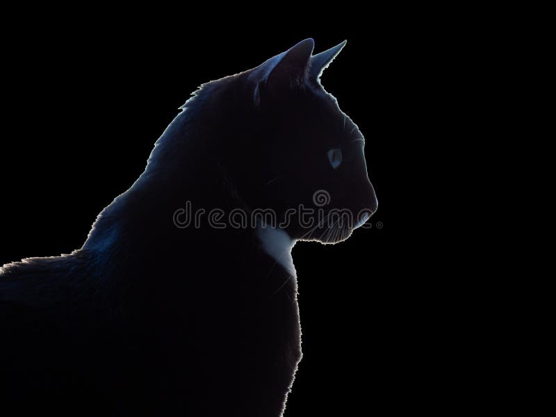 Cat on a Black Background, Contour Stock Photo - Image of mammal ...