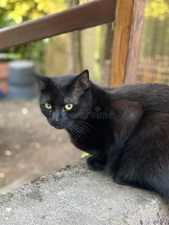 The cat stock image. Image of black, mice, wall, sitting - 189840765