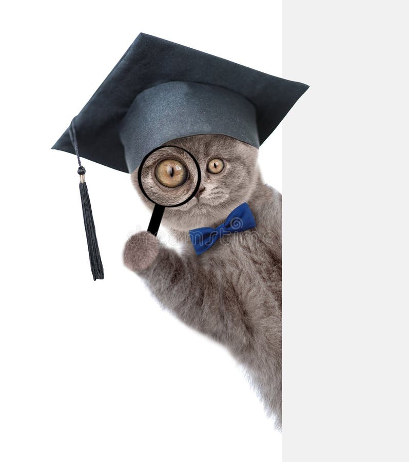 344 Cat Graduation Cap Stock Photos - Free & Royalty-Free Stock Photos ...
