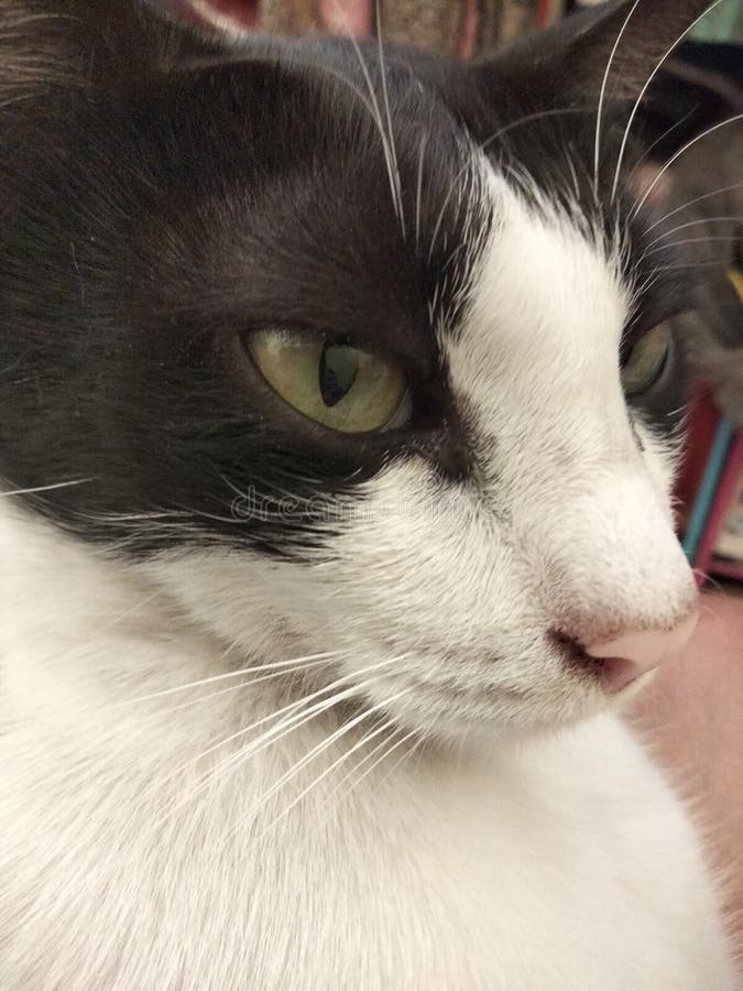 119 Cat Black N White Stock Photos - Free & Royalty-Free Stock Photos ...