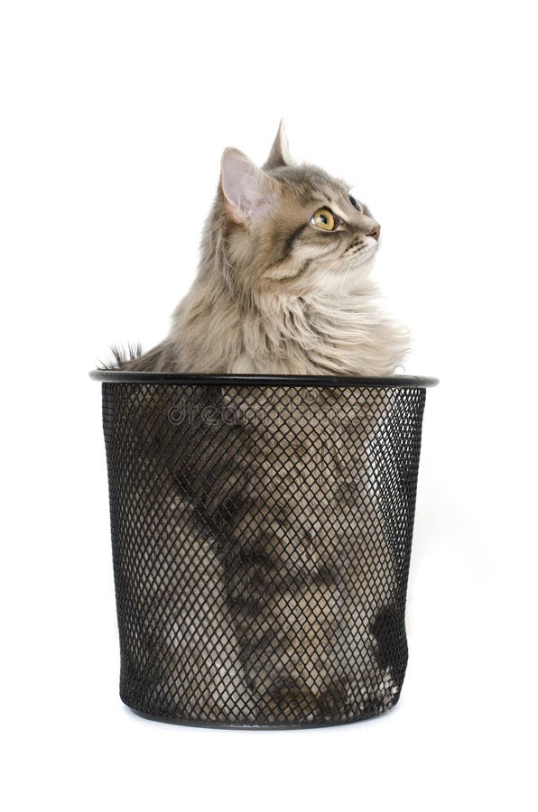 Cat in Black Rubbish Steel Waste Bin Stock Image - Image of office ...