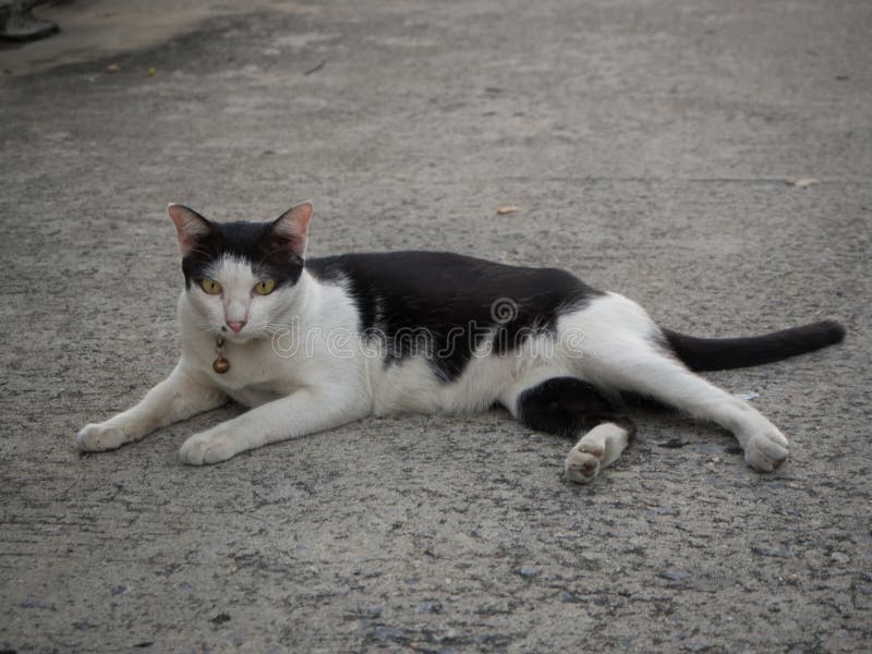 862 Cat Crouch Stock Photos - Free & Royalty-Free Stock Photos from ...