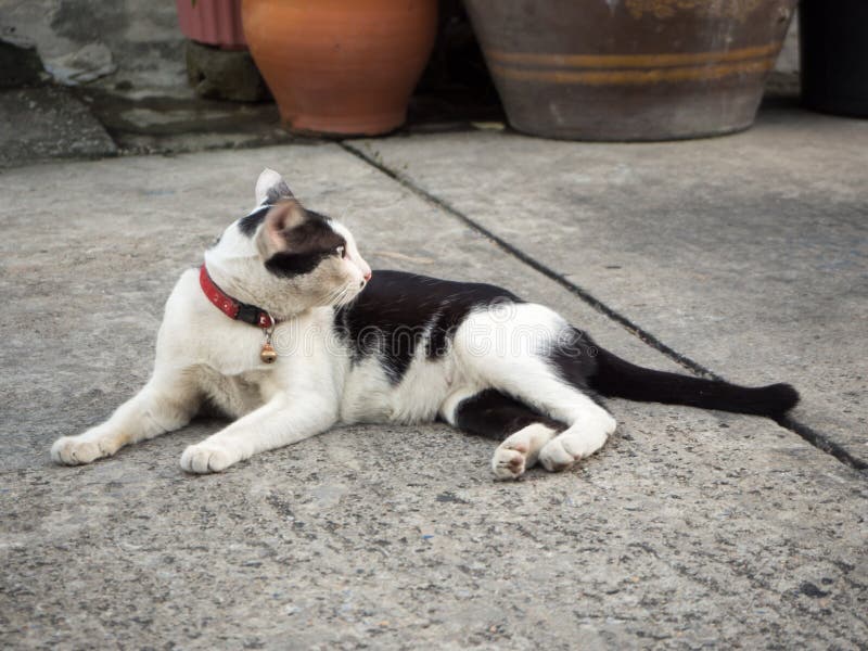 862 Cat Crouch Stock Photos - Free & Royalty-Free Stock Photos from ...