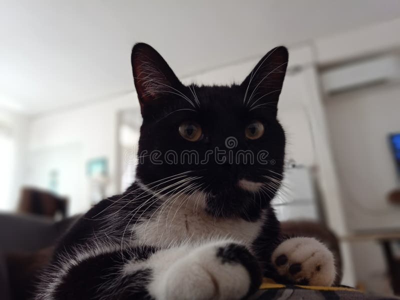 Cat black and white stock image. Image of funniest, mexican - 138436249