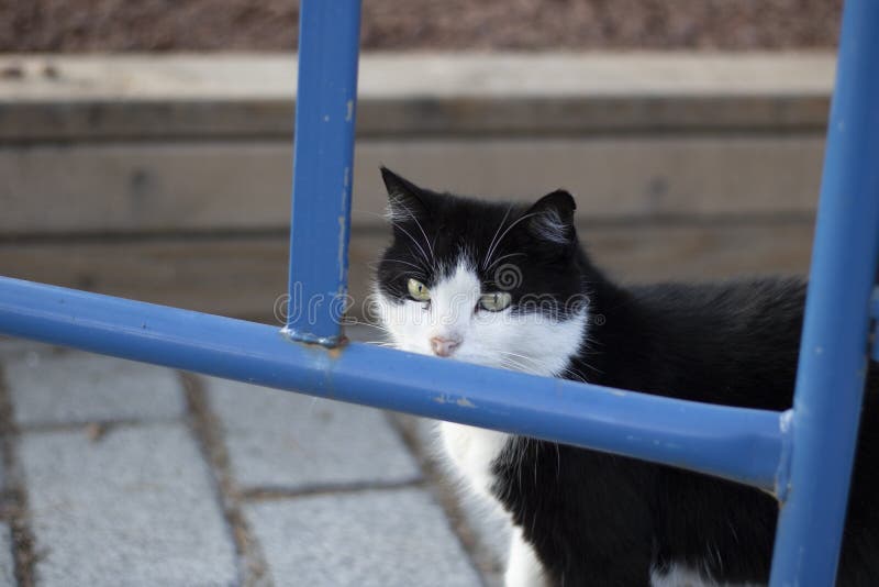 Free Cat Patterns Quilts Stock Photos - Free & Royalty-Free Stock ...