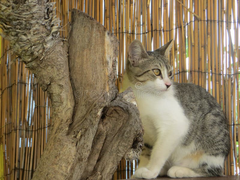 Cat stock photo. Image of whitecat, shade, cats, animals - 74608572