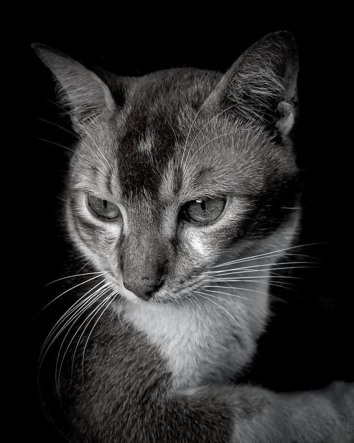 Cat in Black and White Shades Stock Photo - Image of shades, black ...