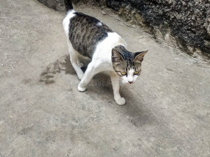 Cat Black White walk stock image. Image of white, walk - 334024985