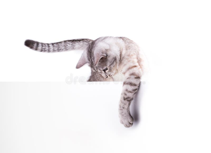 Cat blank poster stock image. Image of baby, domestic - 48361627