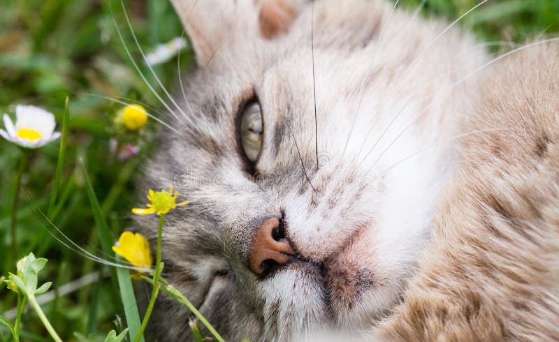 Cat Blink Eye Lying Grass Stock Photos - Free & Royalty-Free Stock ...