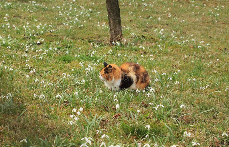 Cat among the Blooming Snowdrops Stock Image - Image of fluffy ...