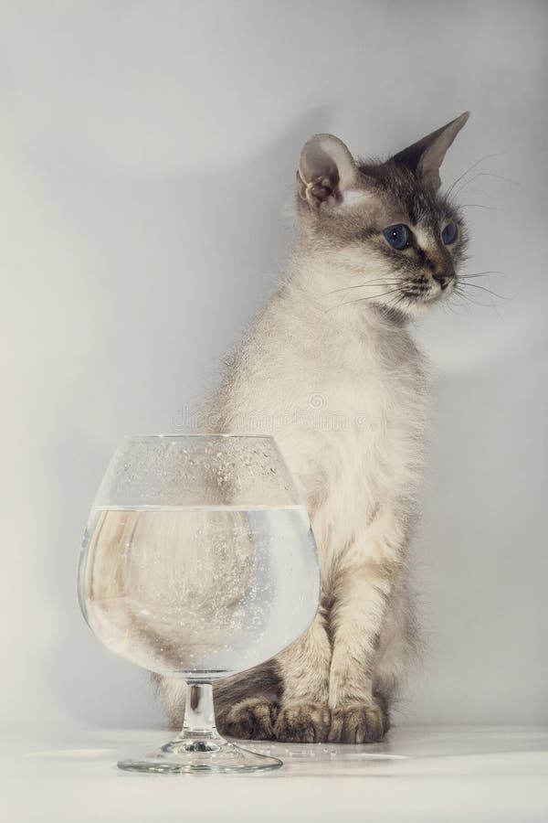 A Cat with Blue Eyes and a Glass of Water and a Pocket Watch Stock ...