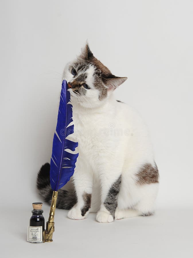 Quill Cat Stock Photos - Free & Royalty-Free Stock Photos from Dreamstime