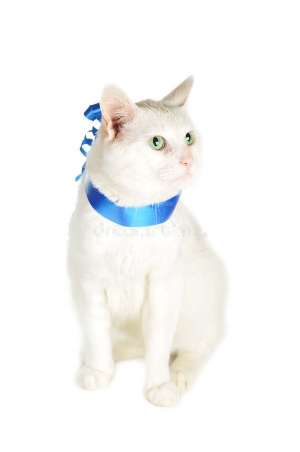 Cat with blue ribbon stock image. Image of blue, animals - 13205297