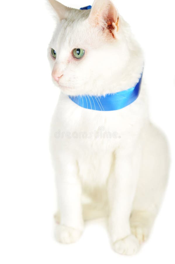 Cat with blue ribbon stock image. Image of blue, eyes - 13308359
