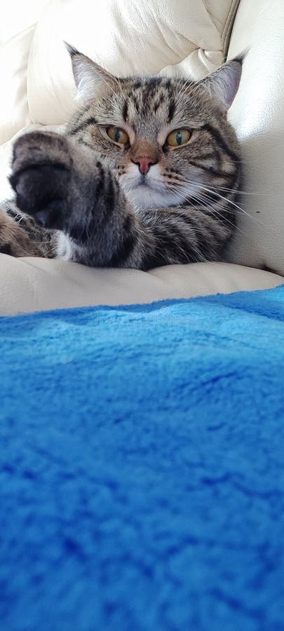 Cat Blue Rug Sofa Black and White Fur Stock Image - Image of mammal ...