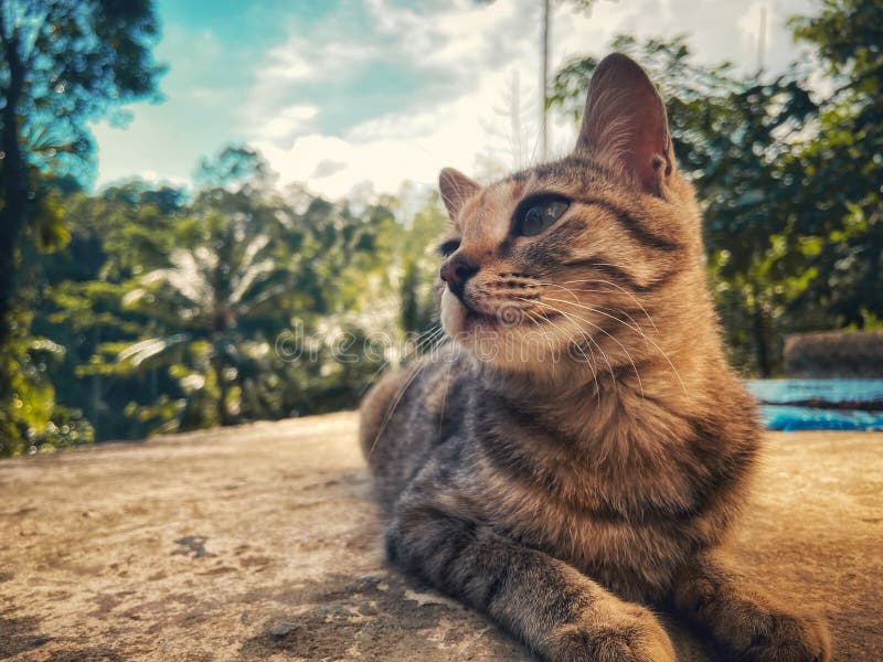 Cat with blue sky stock photo. Image of green, nature - 191464742