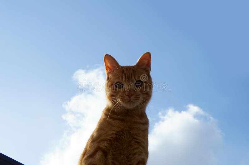 Cat in blue sky stock photo. Image of tabby, beautiful - 84344850