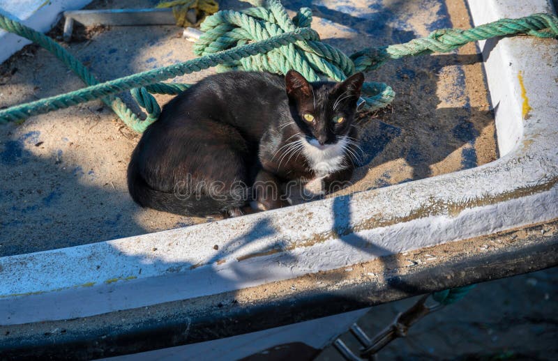 Cat on a boat stock image. Image of outdoor, sitting - 253436163