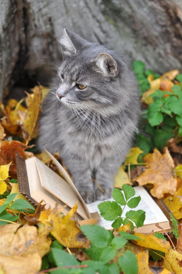 Cat and book stock photo. Image of forest, fallen, leaves - 45758728