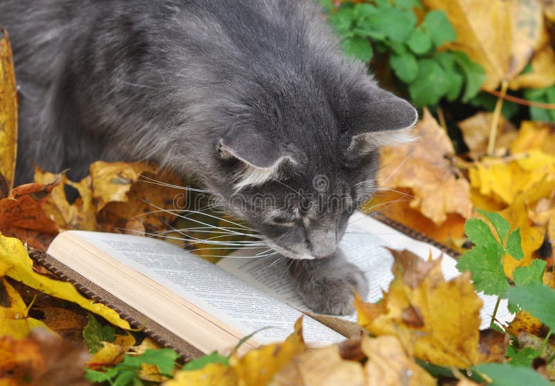 Cat and book stock image. Image of beauty, learn, point - 45758735