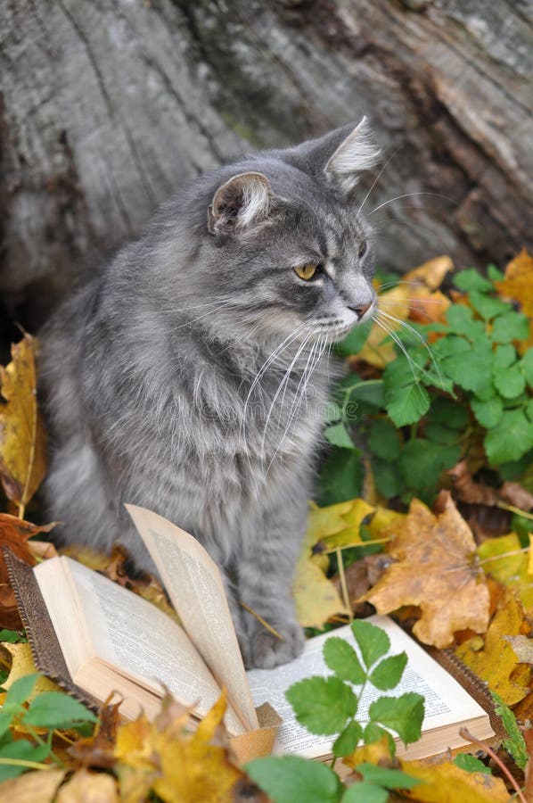Cat and book stock image. Image of leaves, lovely, fallen - 45758739