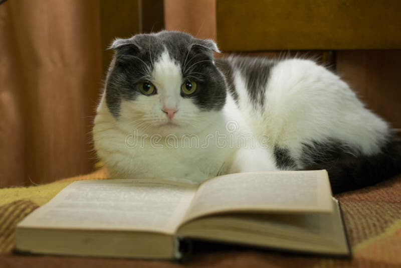 Cat with book stock photo. Image of publication, nose - 91064780